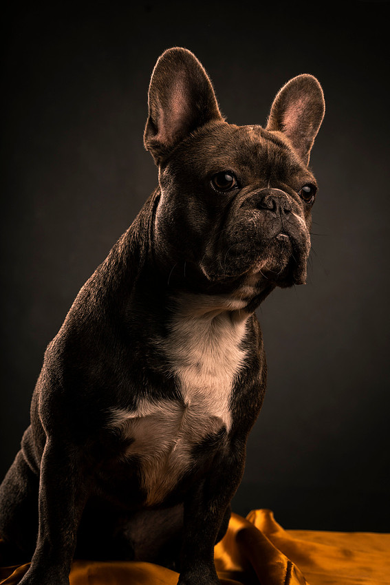 World of Claude | Mid Key Studio Light with Bruno